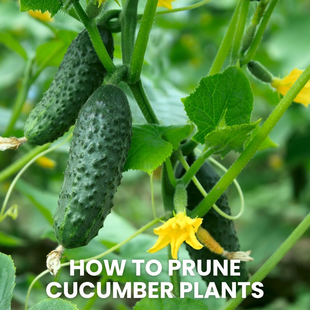 How to Prune Cucumber Plants: Step-by-Step Guide for Maximum Growth and ...