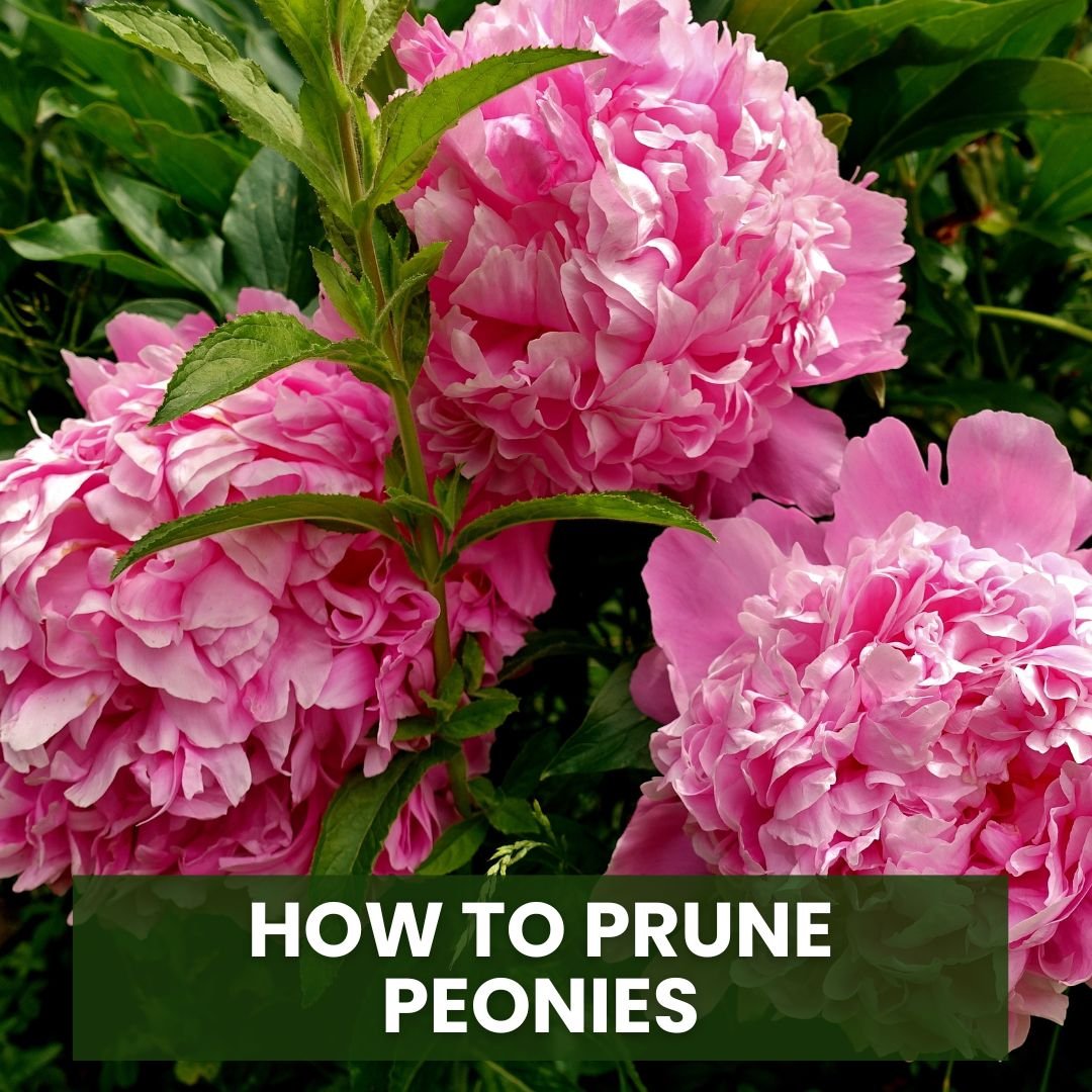 How to Prune Peonies for Healthier Growth and Stunning Blooms