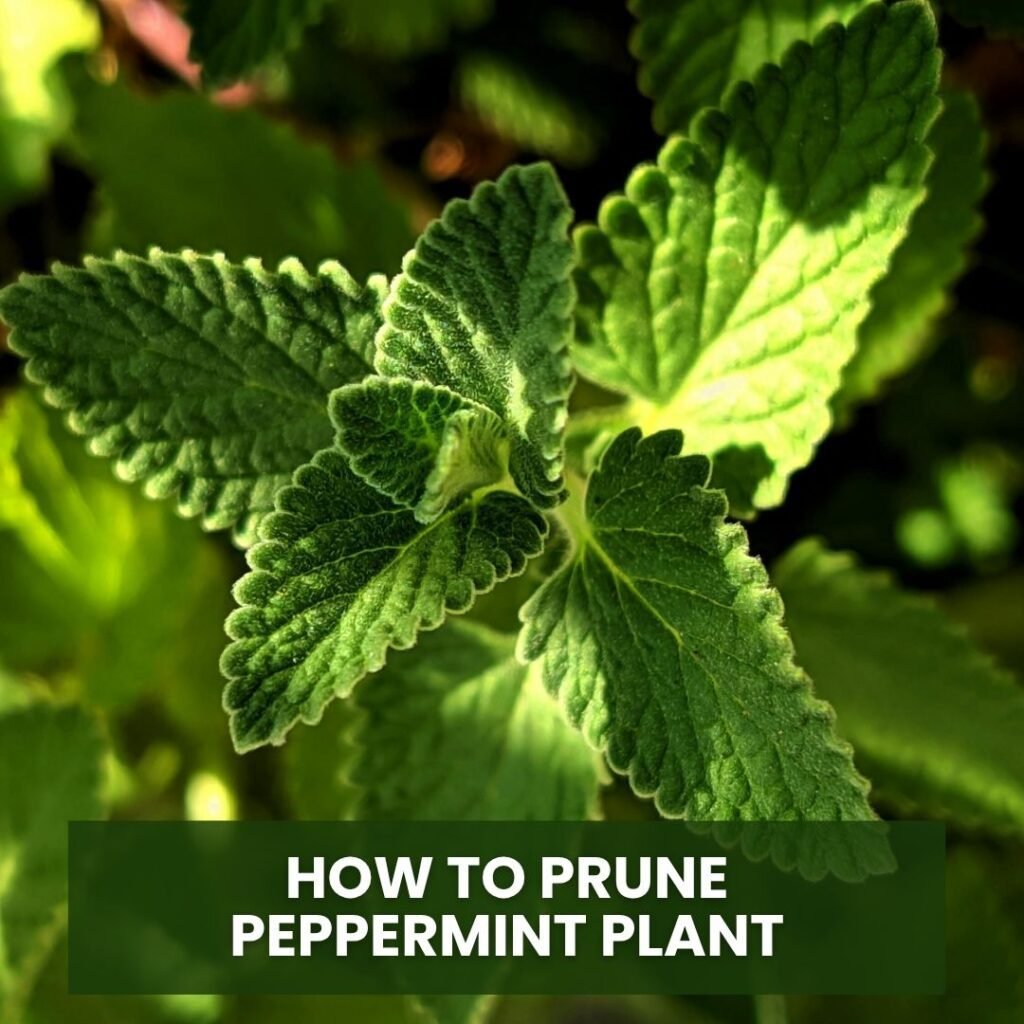 How to Prune Peppermint: Easy Steps for Lush and Healthy Growth