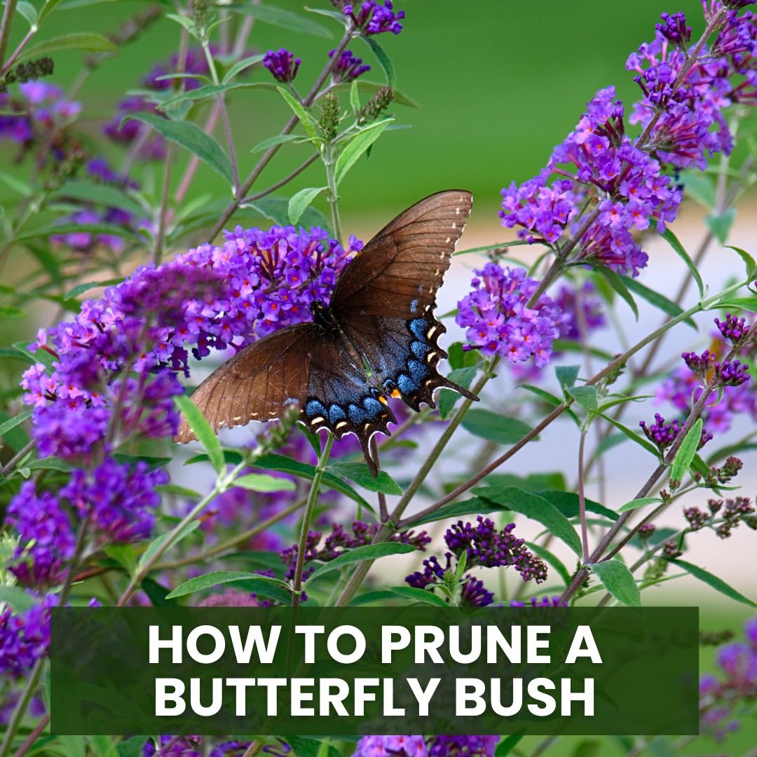 How to Prune a Butterfly Bush for More Blooms