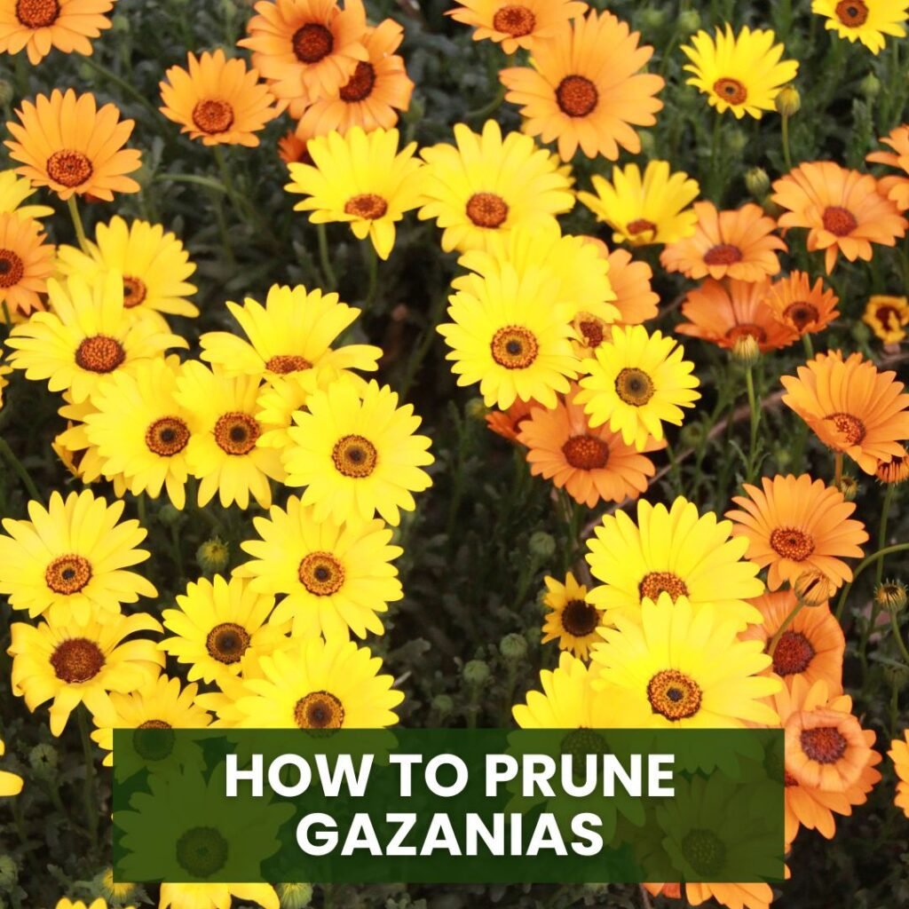 How to Prune Gazanias: Keep Your Garden Bright and Blooming All Season